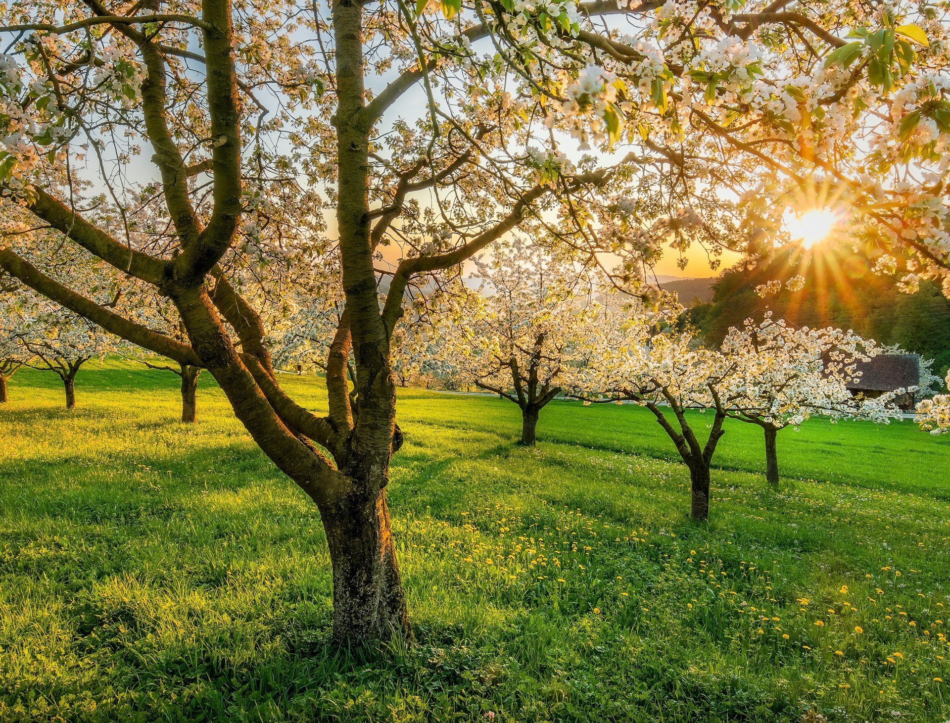Spring Is Coming: la primavera y nuevos comienzos